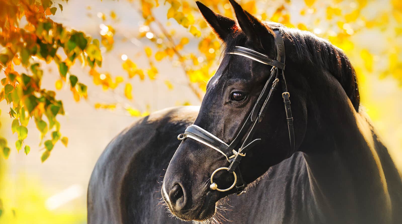 Cauda Equina Syndrome