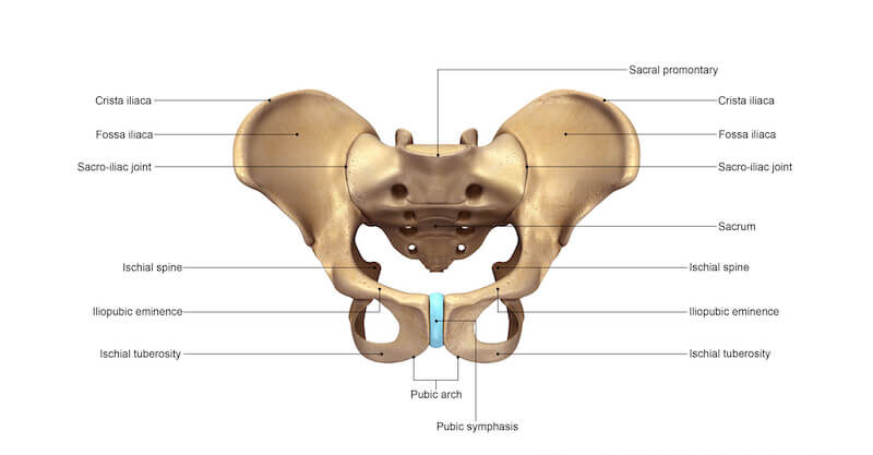 The Pelvic Floor - It's More Than Just The Muscles!